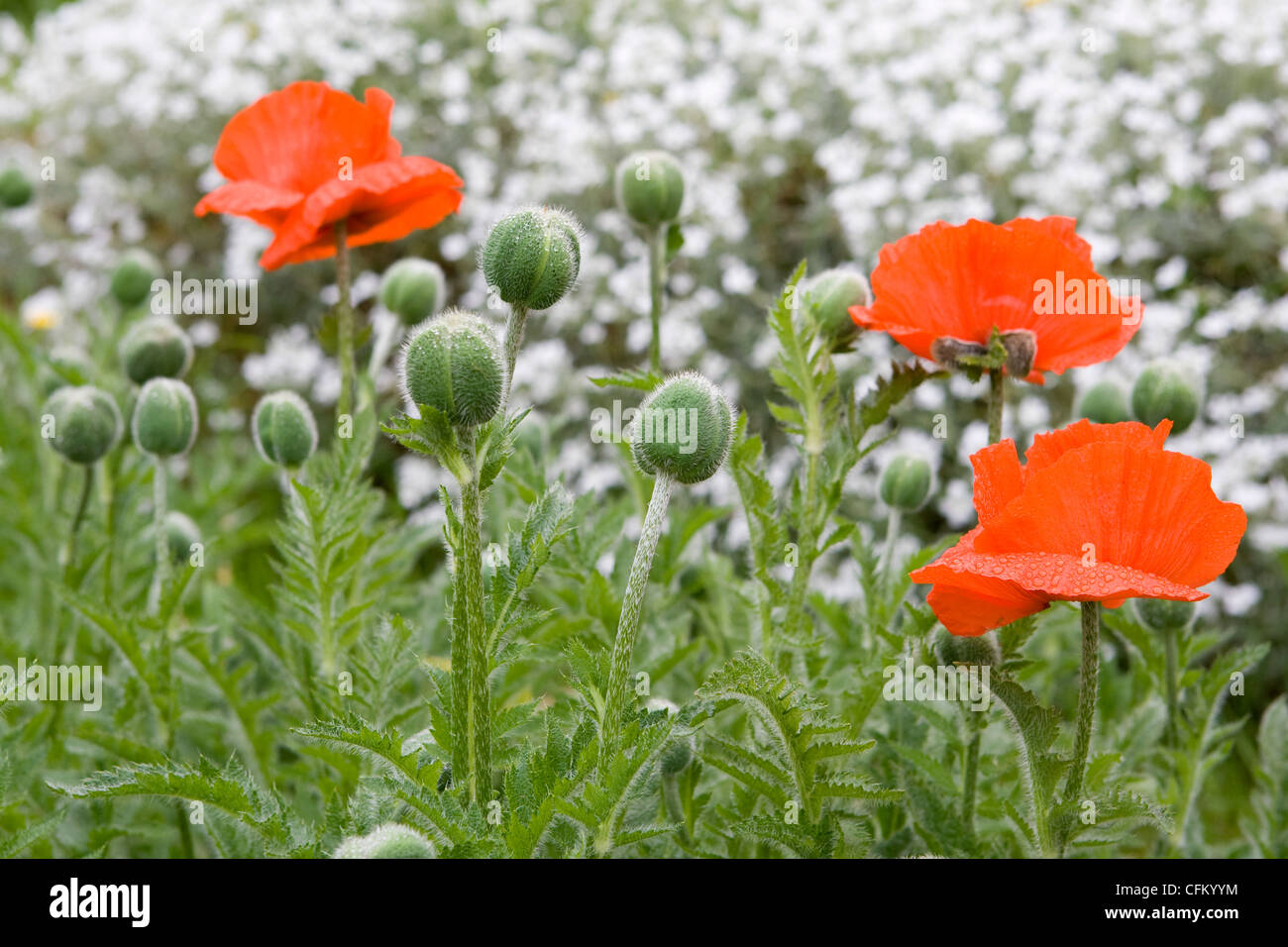 Common Poppy (Papaver rhoeas Stock Photo - Alamy