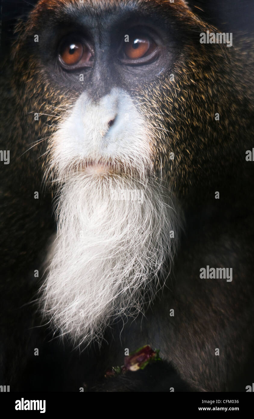 De Brazza's Monkey Face Close-up Stock Photo - Alamy