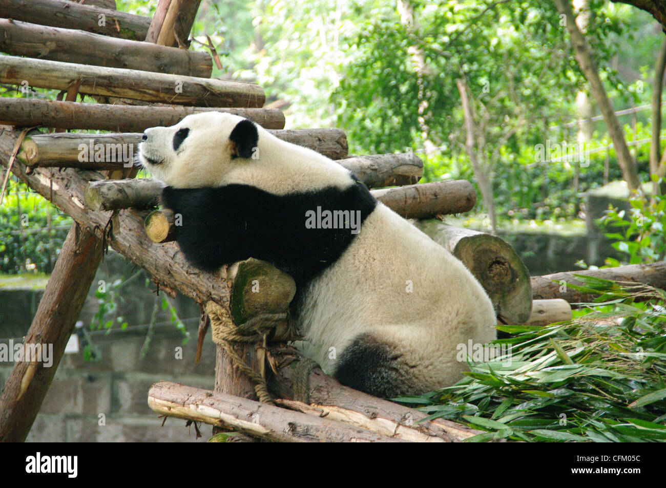 Sleeping panda hi-res stock photography and images - Alamy