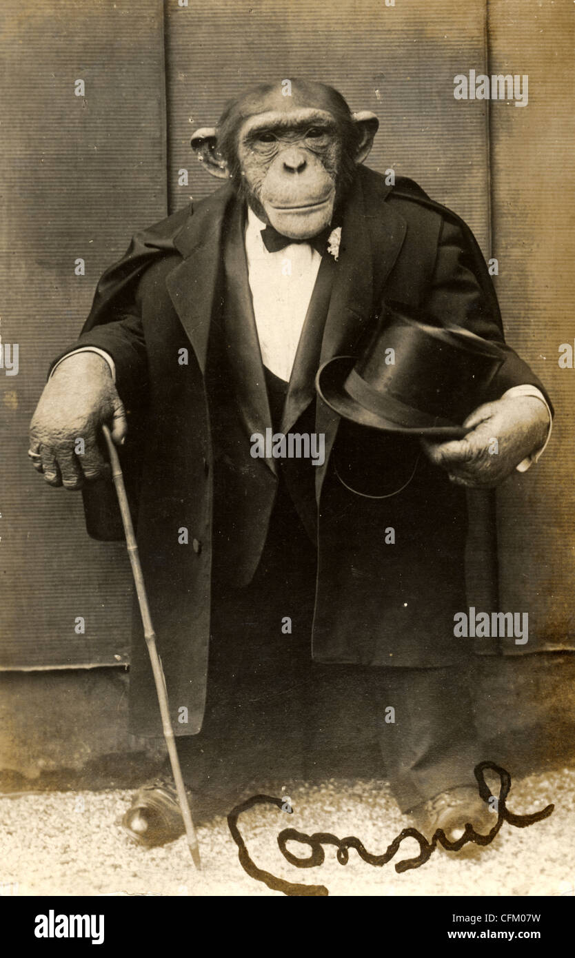 Monkey dressed up hi-res stock photography and images - Alamy