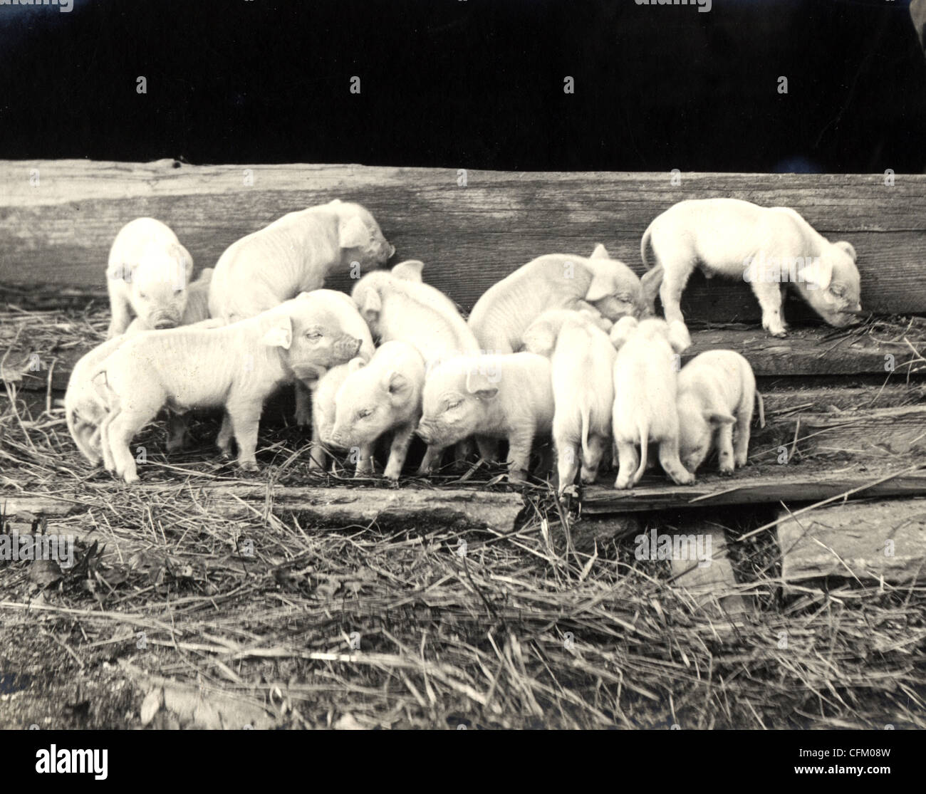 Twelve little pigs hi-res stock photography and images - Alamy