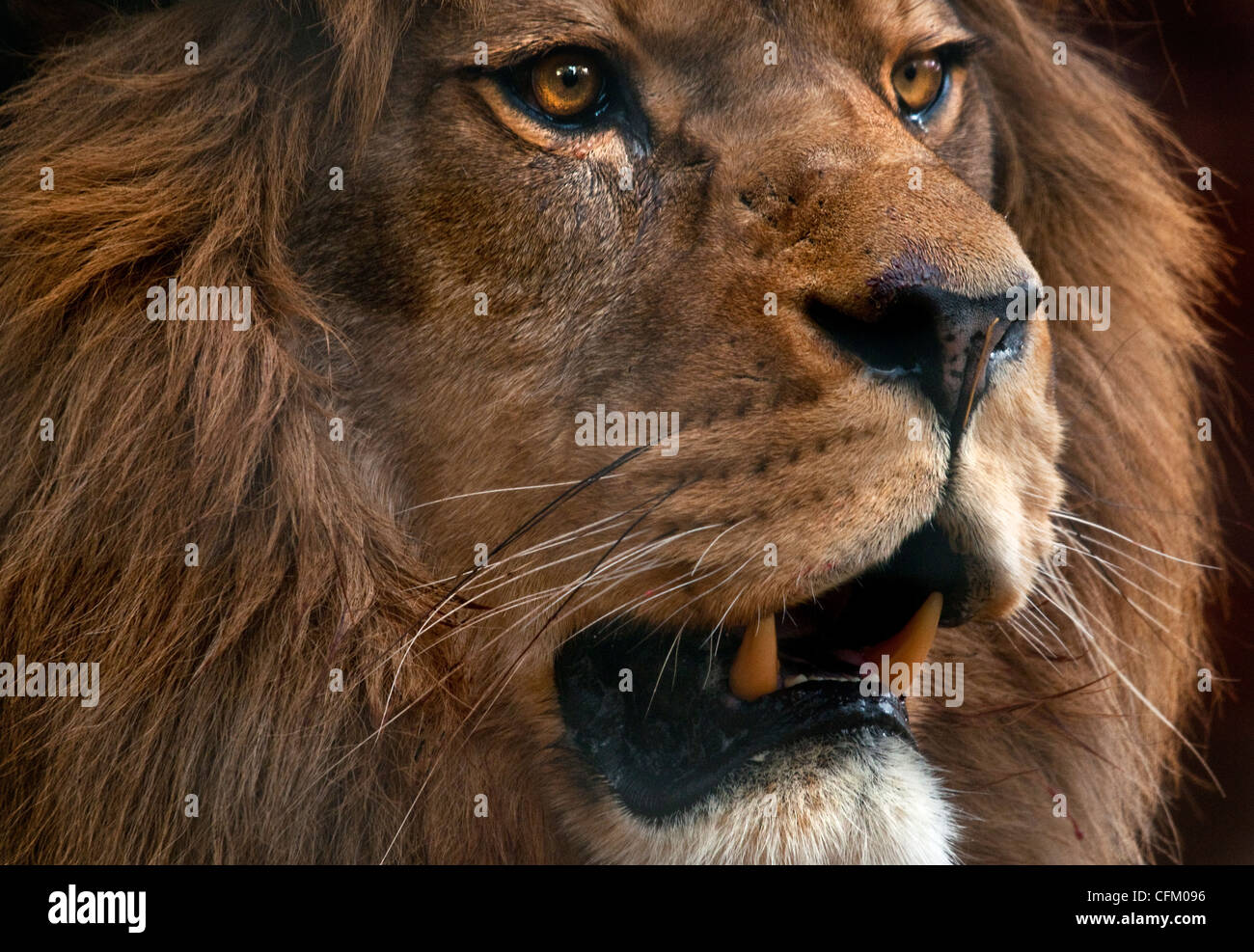 Lions Head
