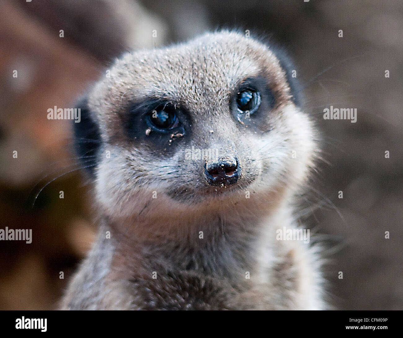Meerkat face close up staring hi-res stock photography and images - Alamy