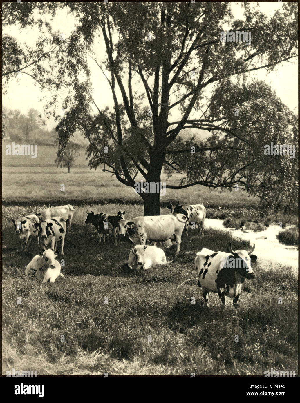 Peaceful herd white cows grazes hi-res stock photography and images - Alamy