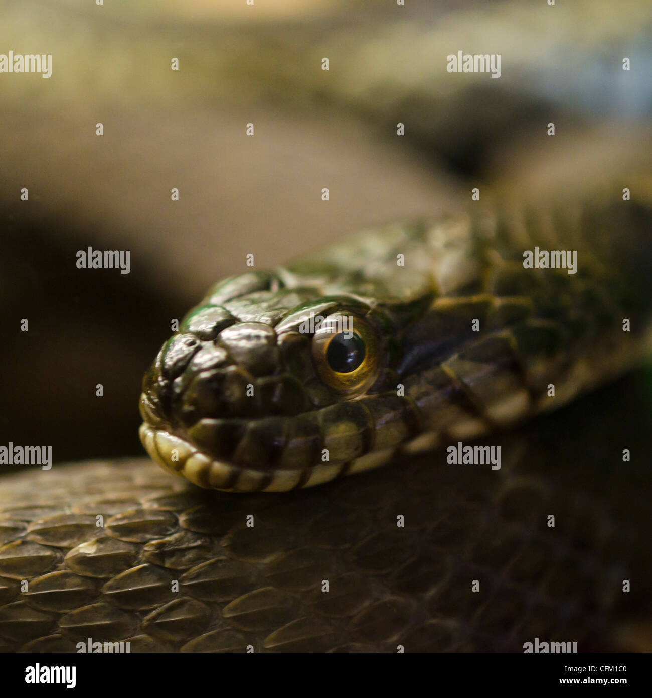 USA, Pennsylvania, Poconos, Close-up of snake Stock Photo - Alamy