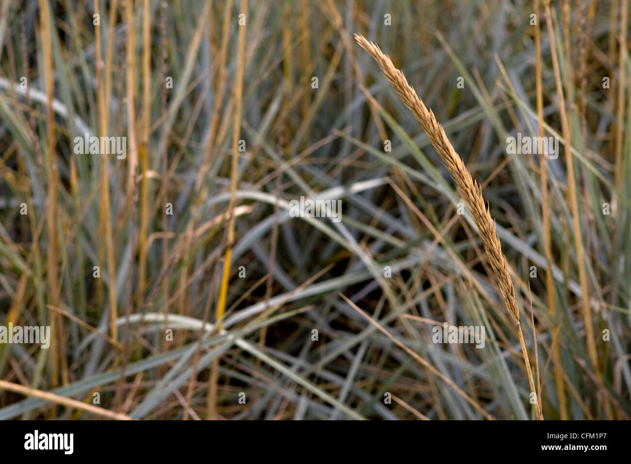 Corn Grass growing on a beach (Zea mays Stock Photo - Alamy