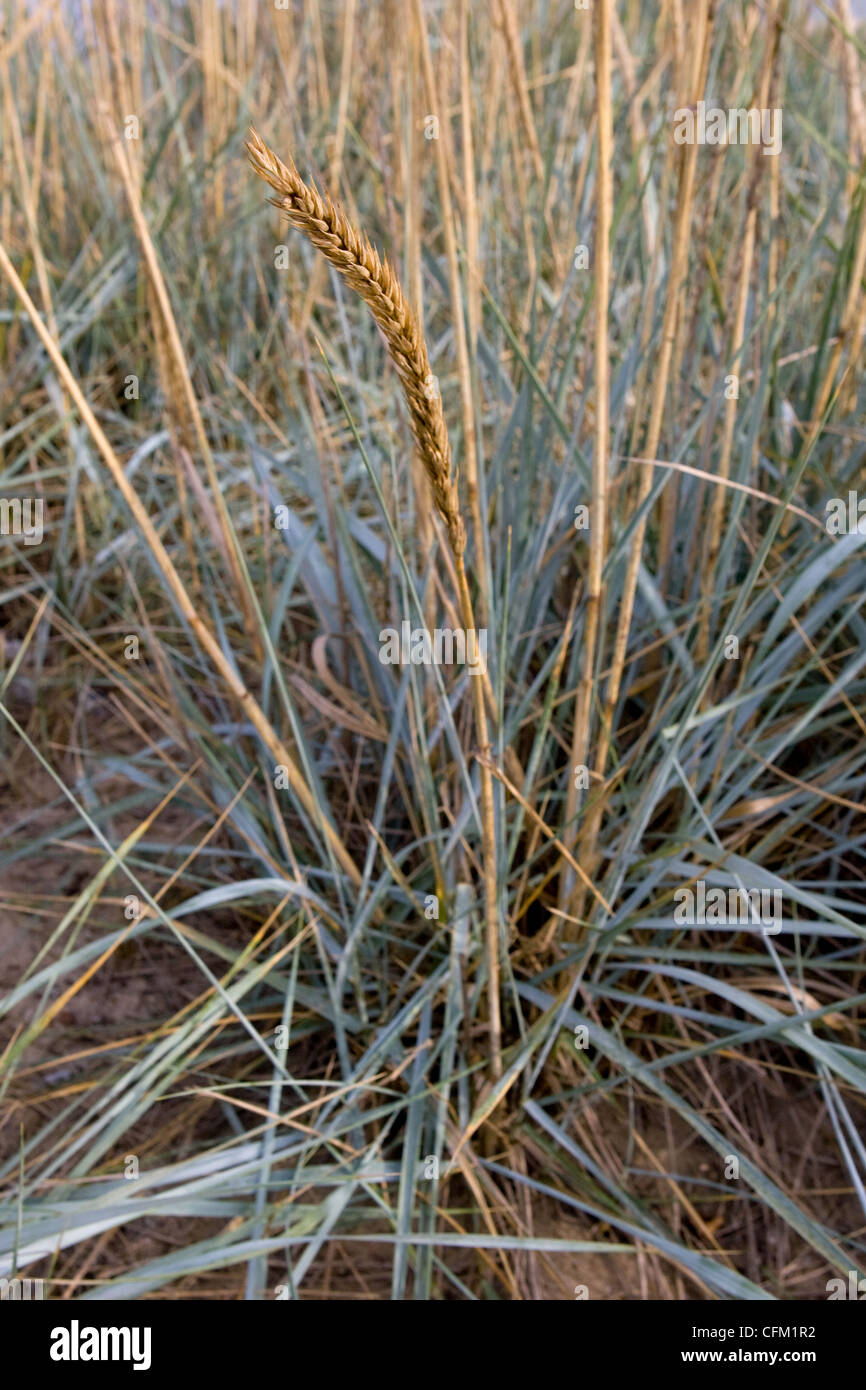 Corn Grass growing on a beach (Zea mays Stock Photo - Alamy