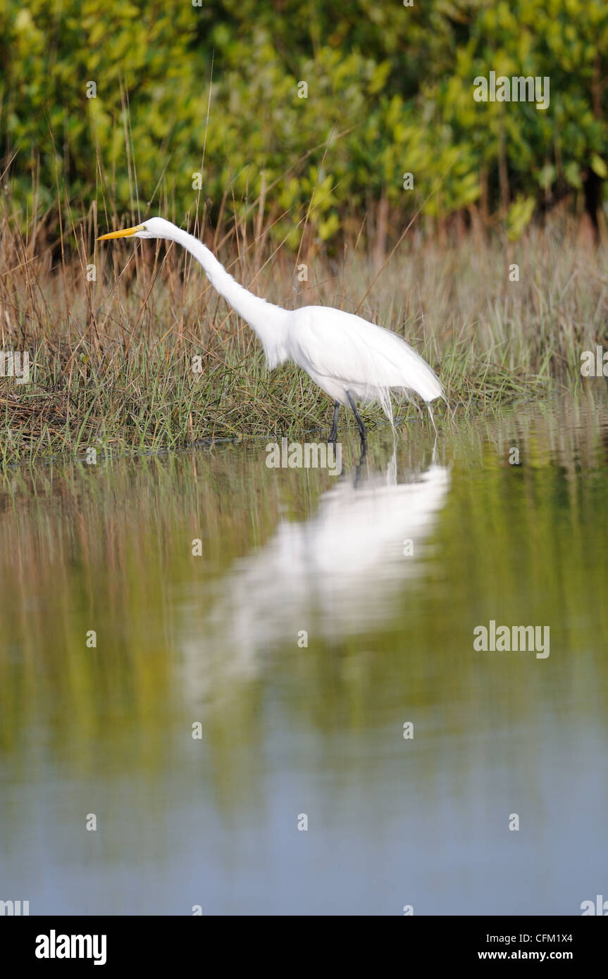 Great White Egret sticking his neck out in front of bushes in the ...