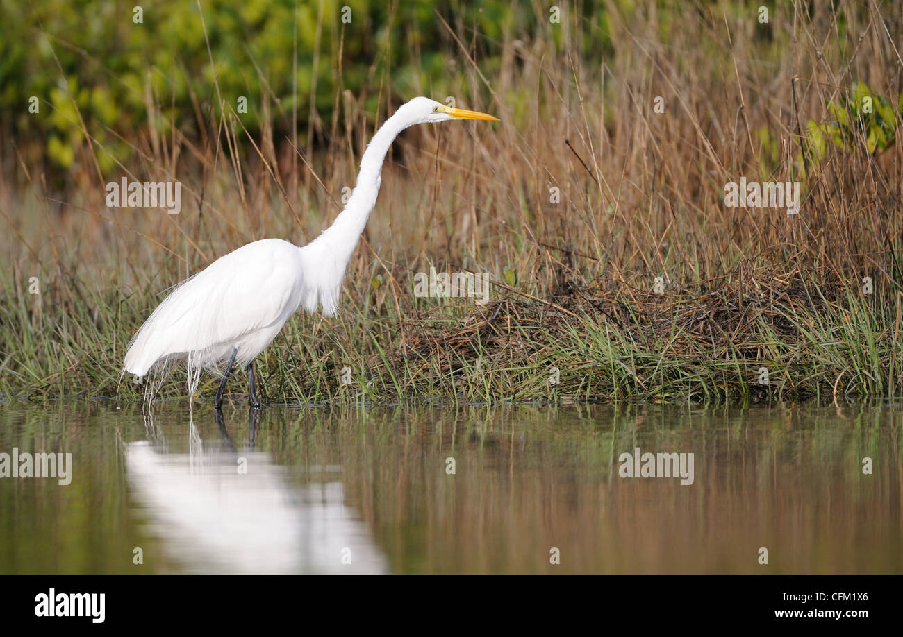 Great White Egret sticking his neck out in front of bushes in the ...