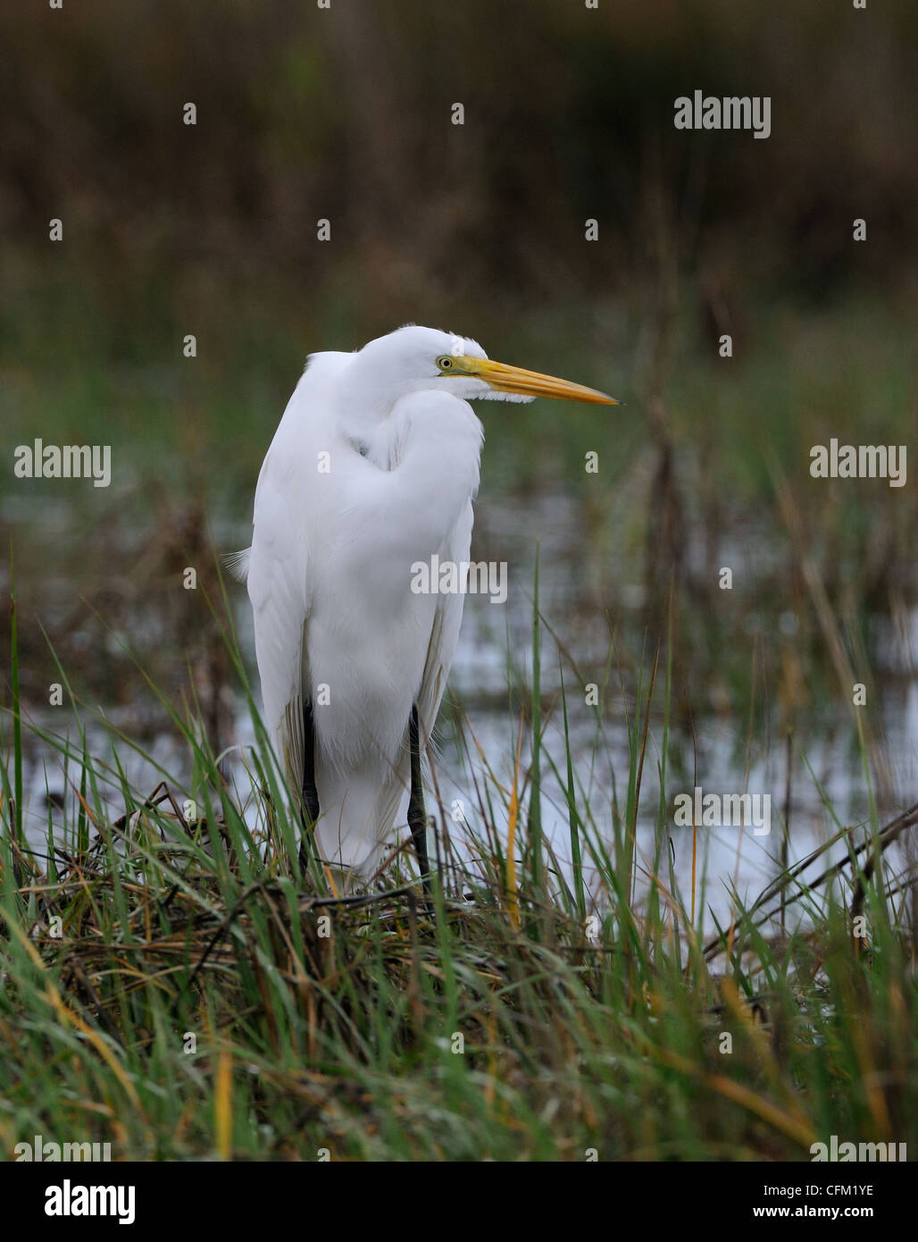 Great White Egret sticking his neck out in front of bushes in the ...