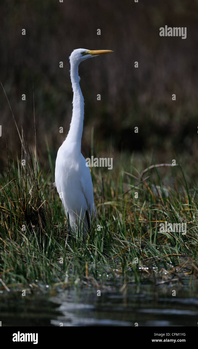 Great White Egret sticking his neck out in front of bushes in the ...