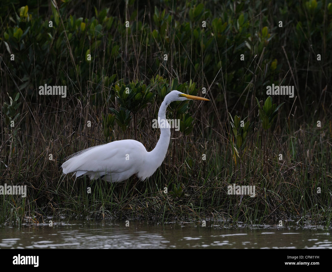 Great White Egret sticking his neck out in front of bushes in the ...