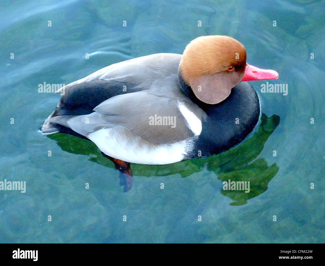 Red head duck floating on blue water of lake of Geneva, Switzerland ...