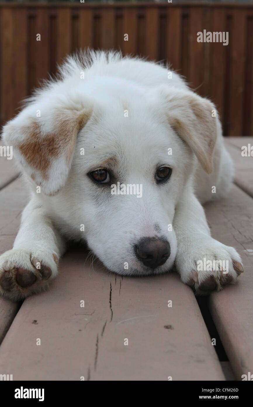 A close up of a cute puppy Stock Photo - Alamy