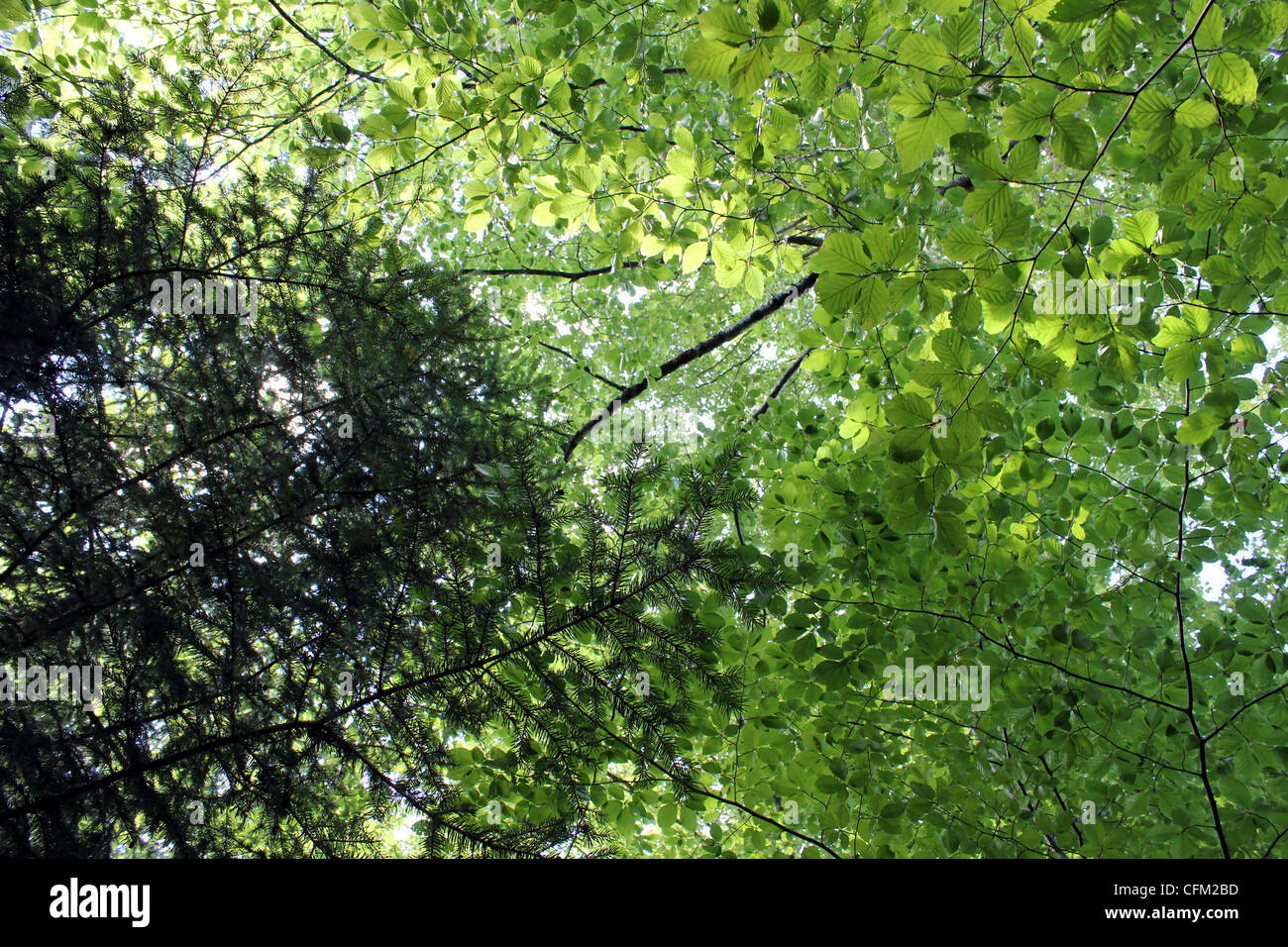 Background of green forest leaves Stock Photo - Alamy
