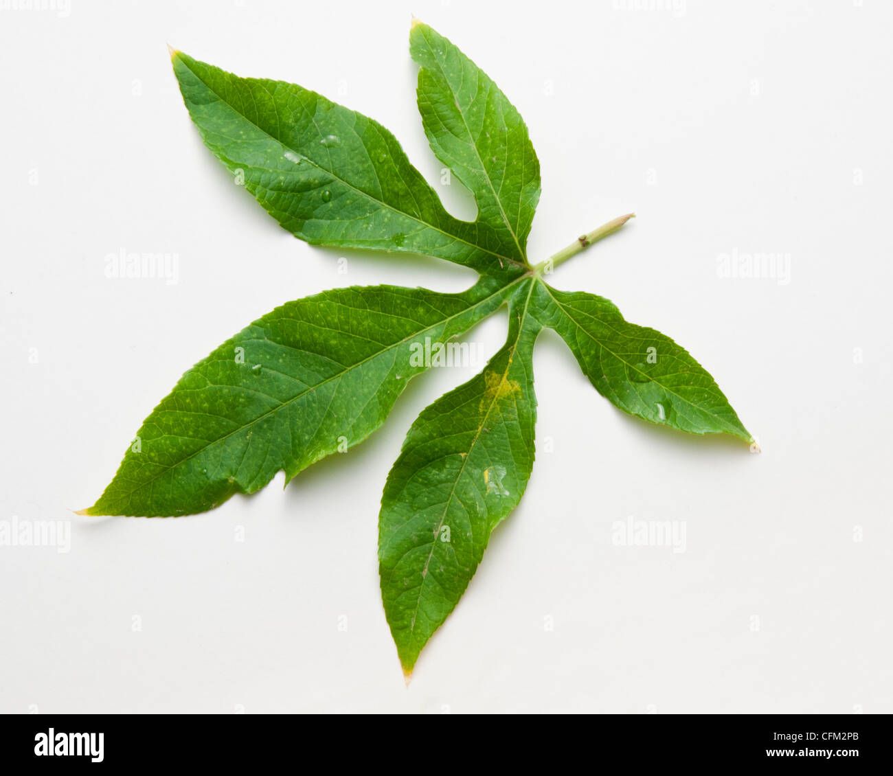 Passion Flower leaf Stock Photo - Alamy