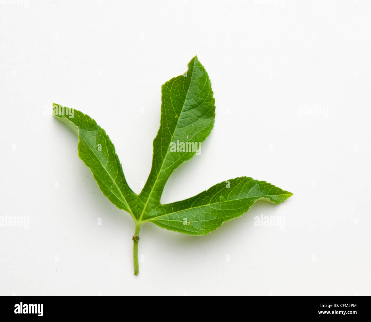 Passion Flower leaf Stock Photo - Alamy