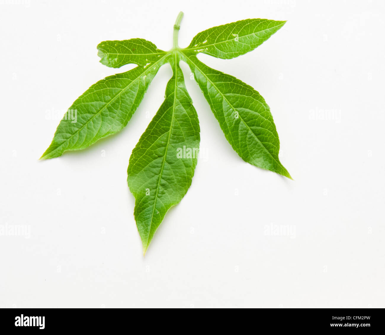 Passion Flower leaf Stock Photo - Alamy