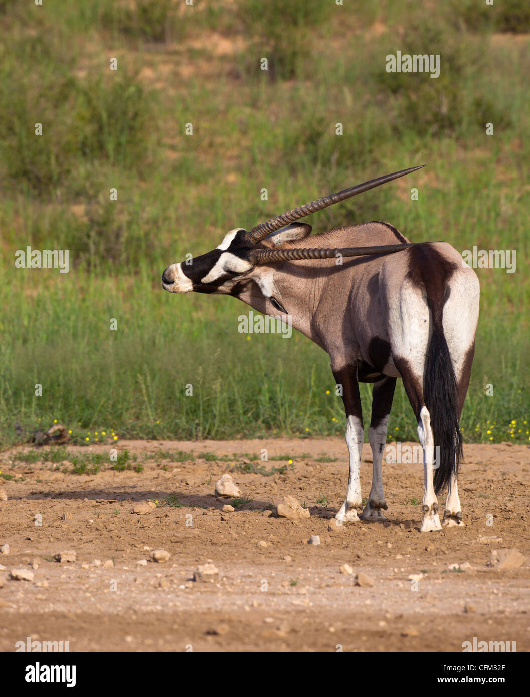 Scratching with horn hi-res stock photography and images - Alamy