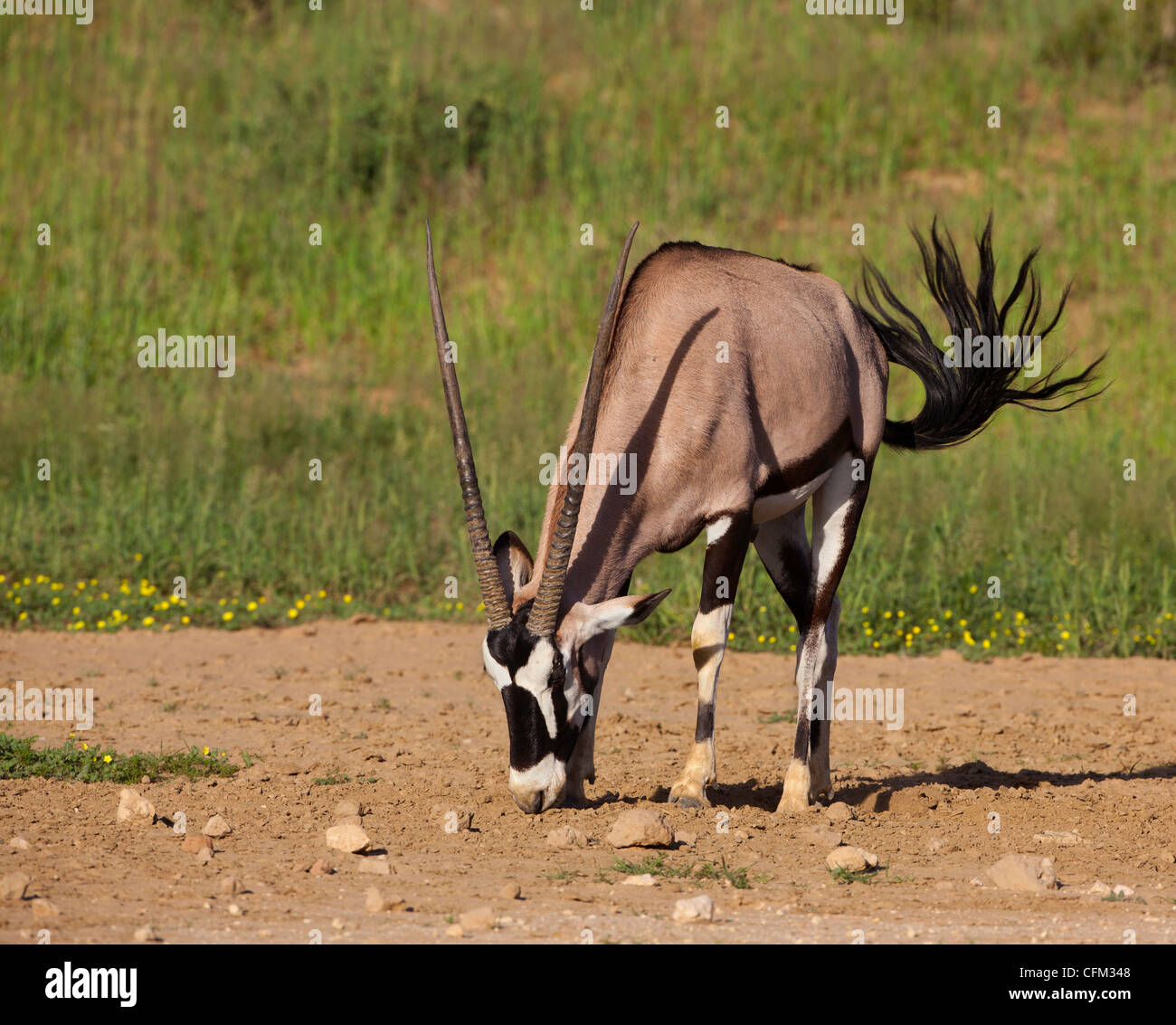 gemsbok eating soil Stock Photo - Alamy