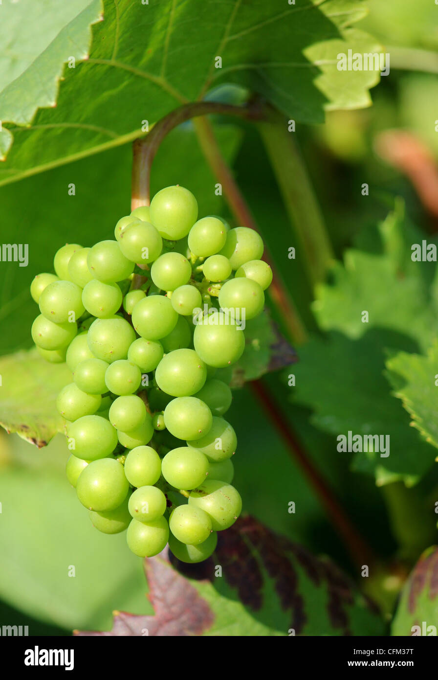 Sunny green grape surrounded by green leaves in a vineyard by summer ...