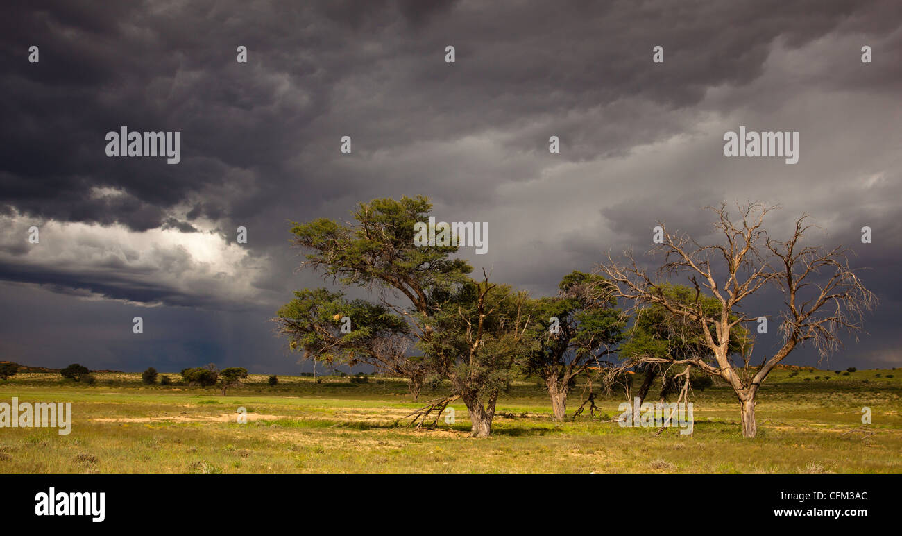 storm in the kalahari Stock Photo - Alamy