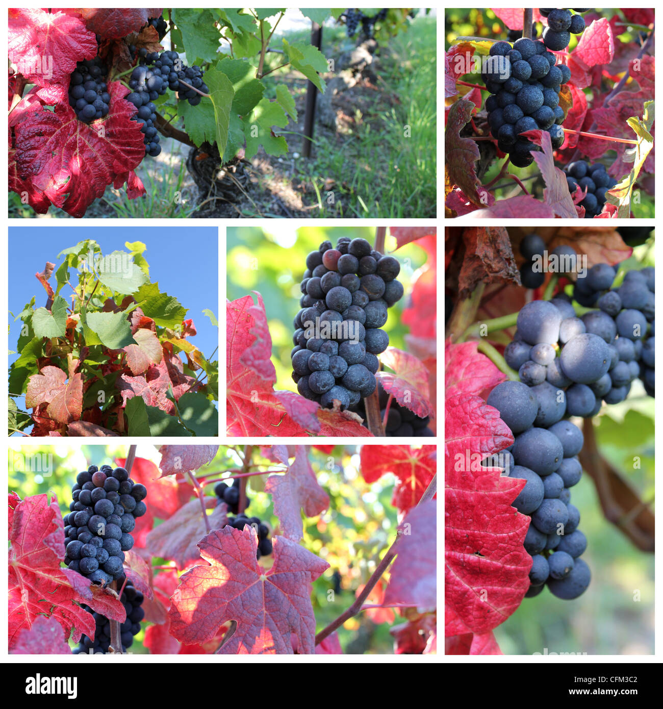 Black grapevines surrounded by autumn red leaves Stock Photo - Alamy