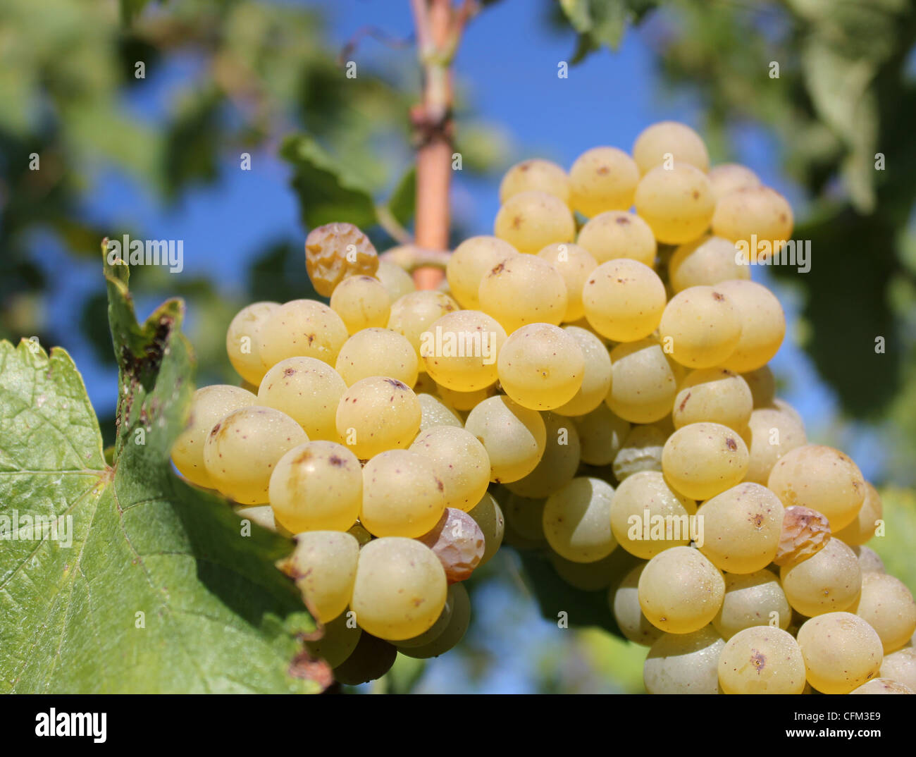 Sunny green grape surrounded by green leaves in a vineyard by summer ...