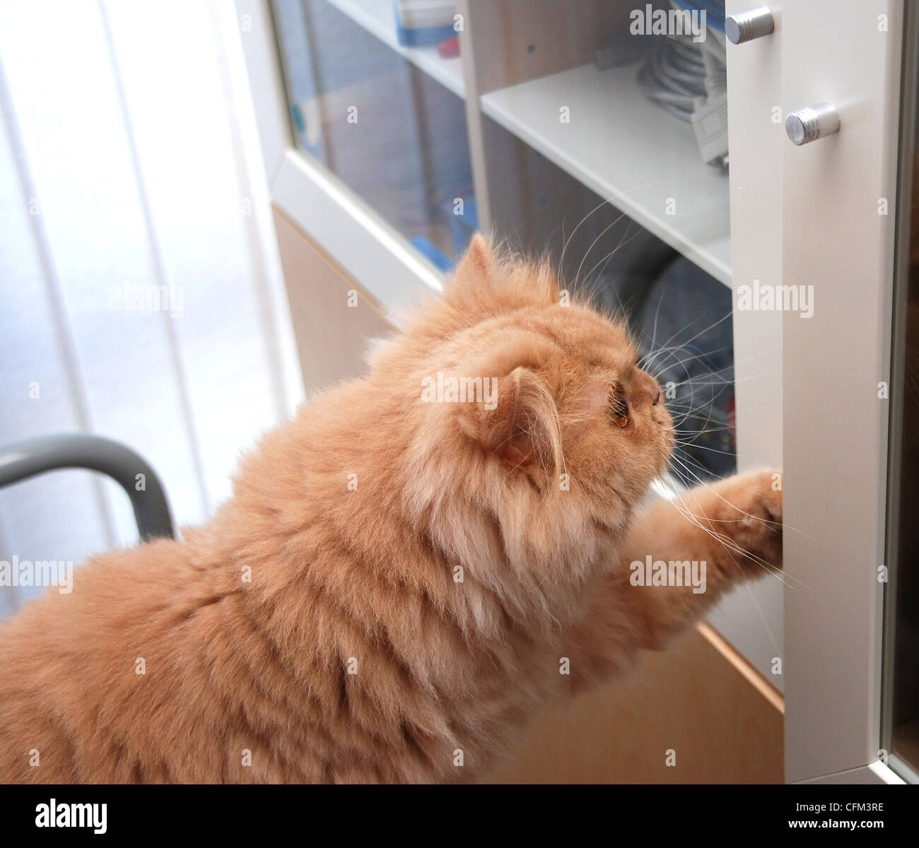 Persian cat finding her toy Stock Photo - Alamy