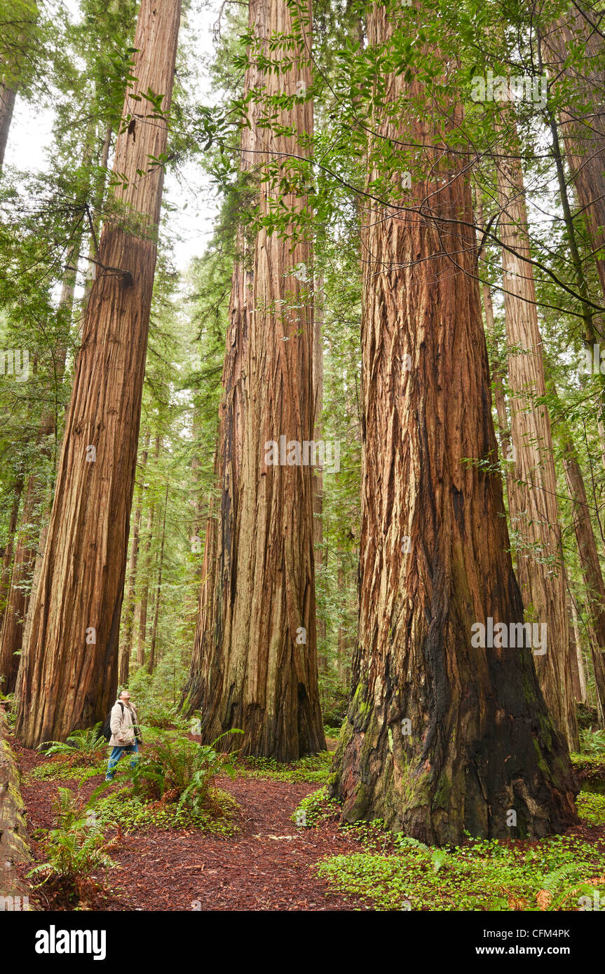 The beautiful and massive giant redwoods, Sequoia sempervirens located ...
