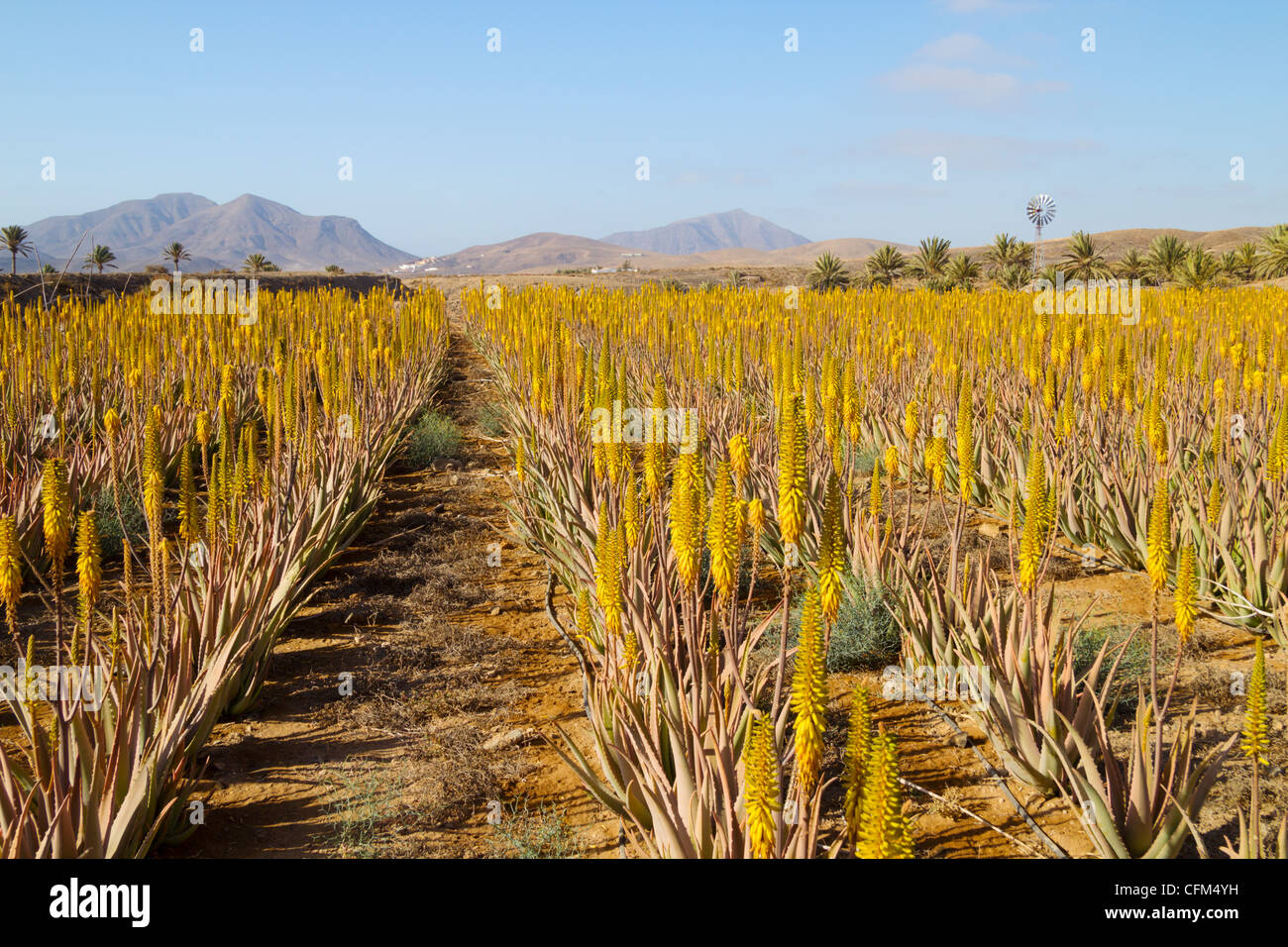 Aloe Vera crop in flower on Fuerteventura, Canary Islands, Spain Stock ...