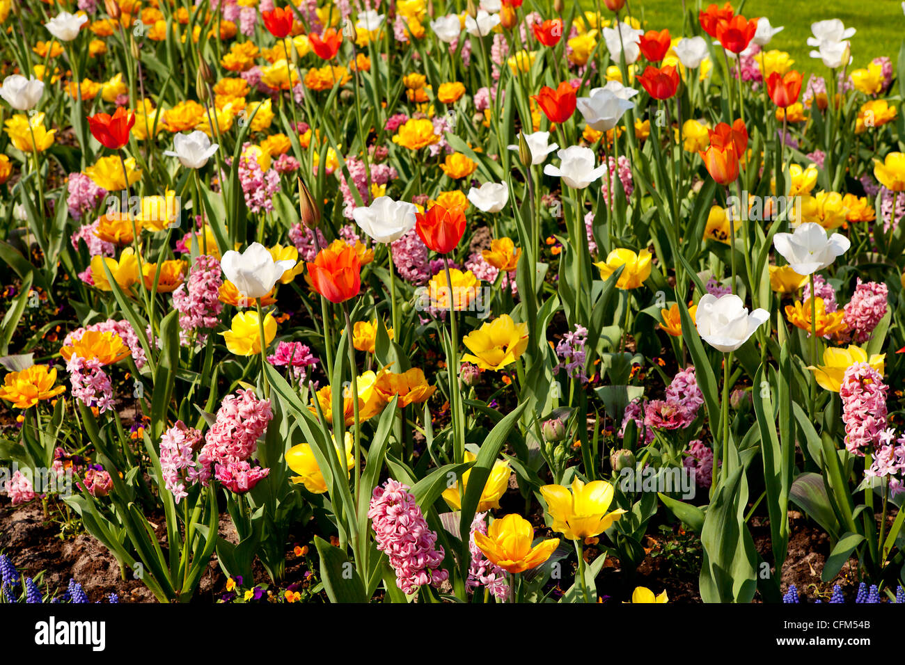Dutch bulb field with colorful tulips and hyacinths in closeup Stock ...