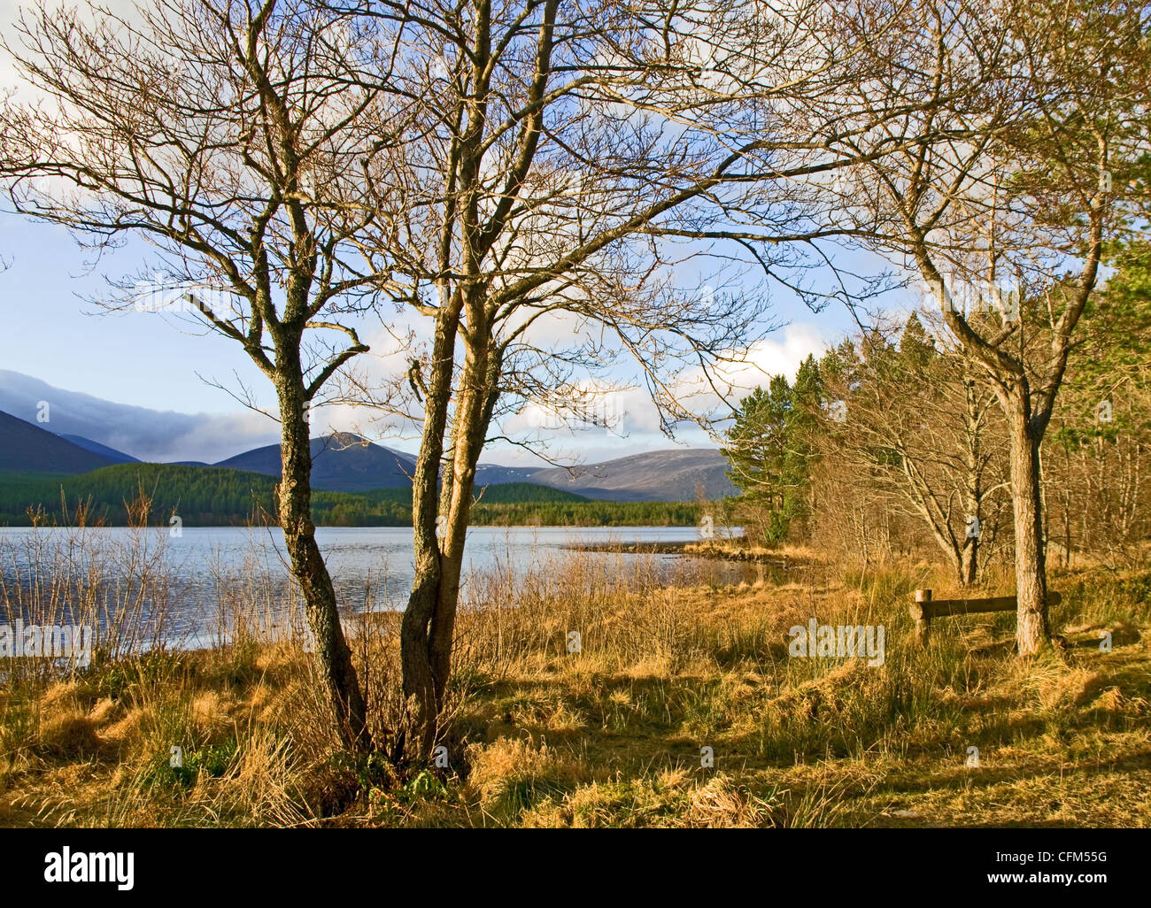 Loch Morlich, winter morning, Glenmore Forest Park, near Aviemore ...