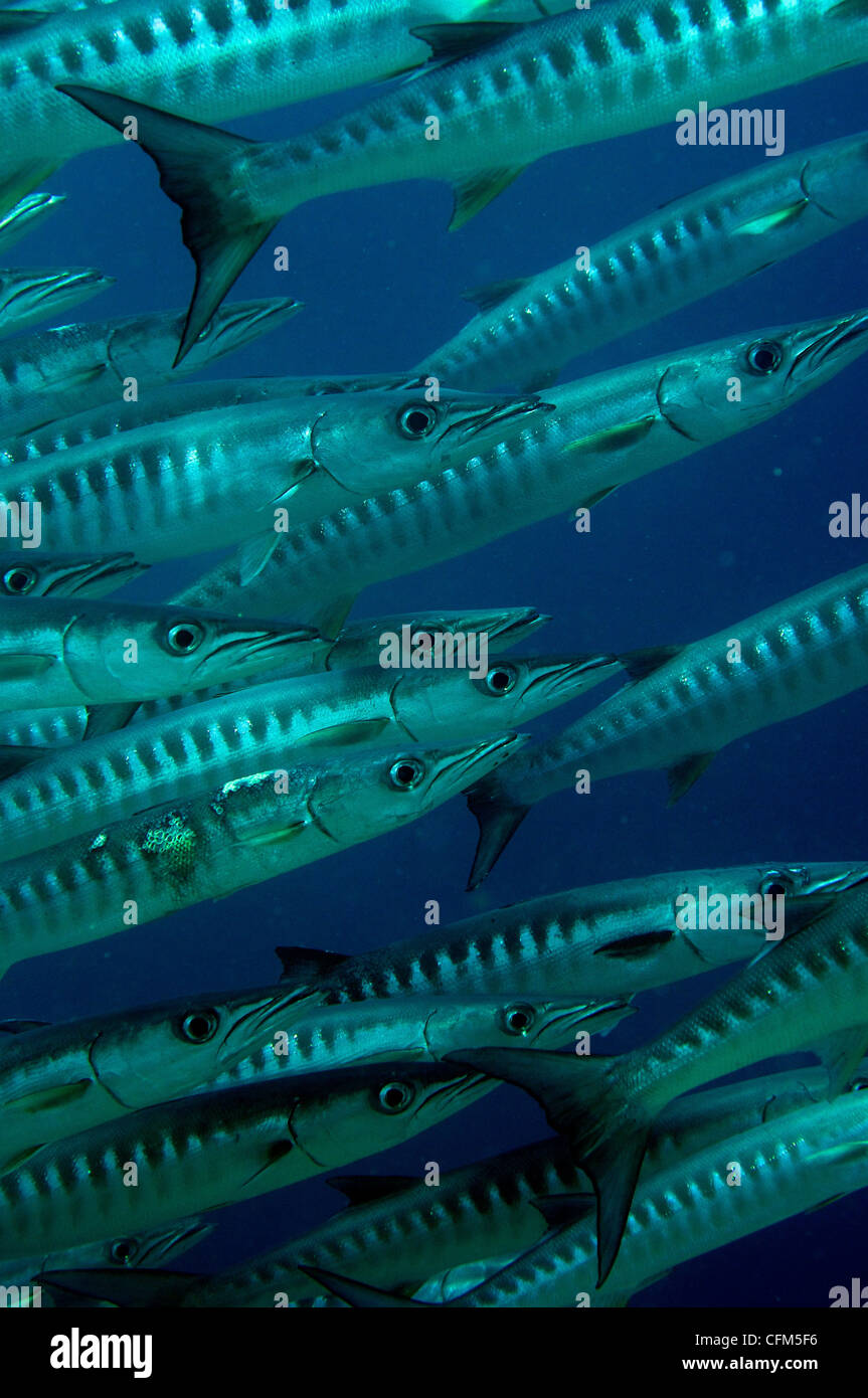 Striped barracuda hi-res stock photography and images - Alamy