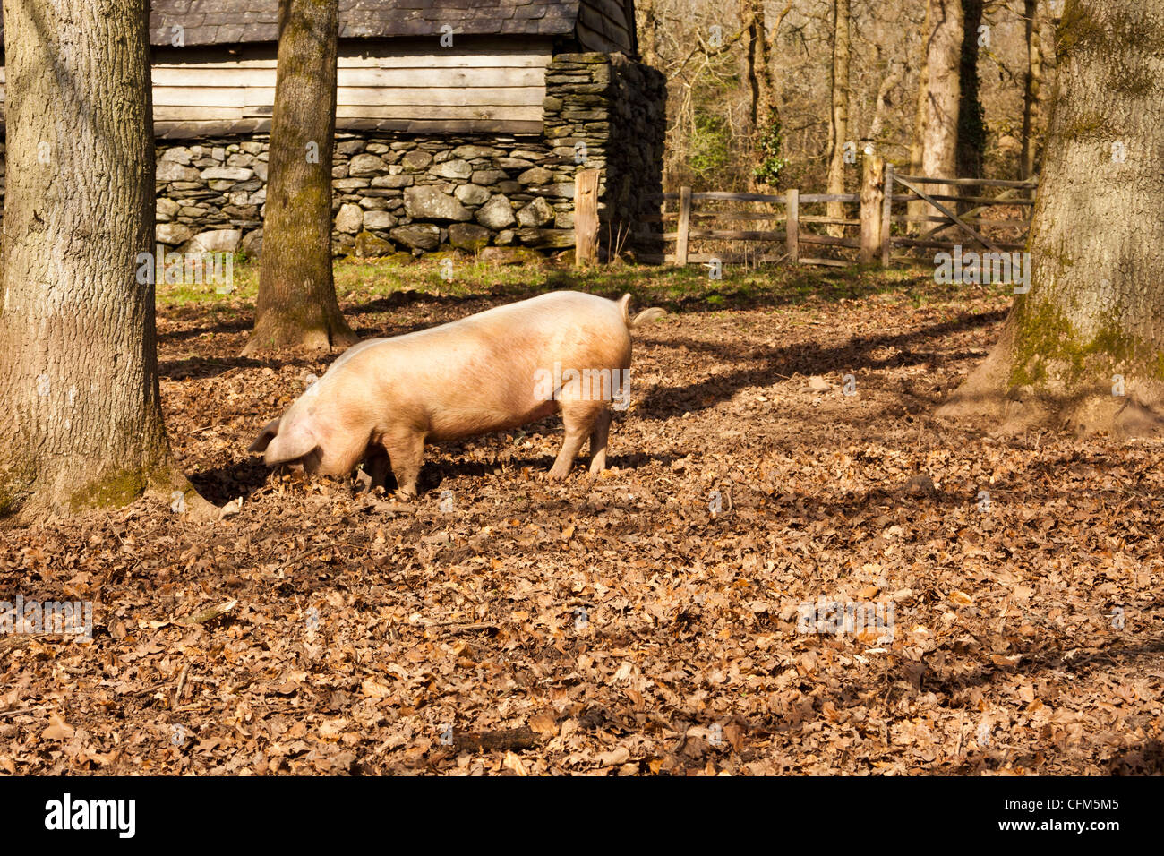 Pig rummaging around for food Stock Photo - Alamy