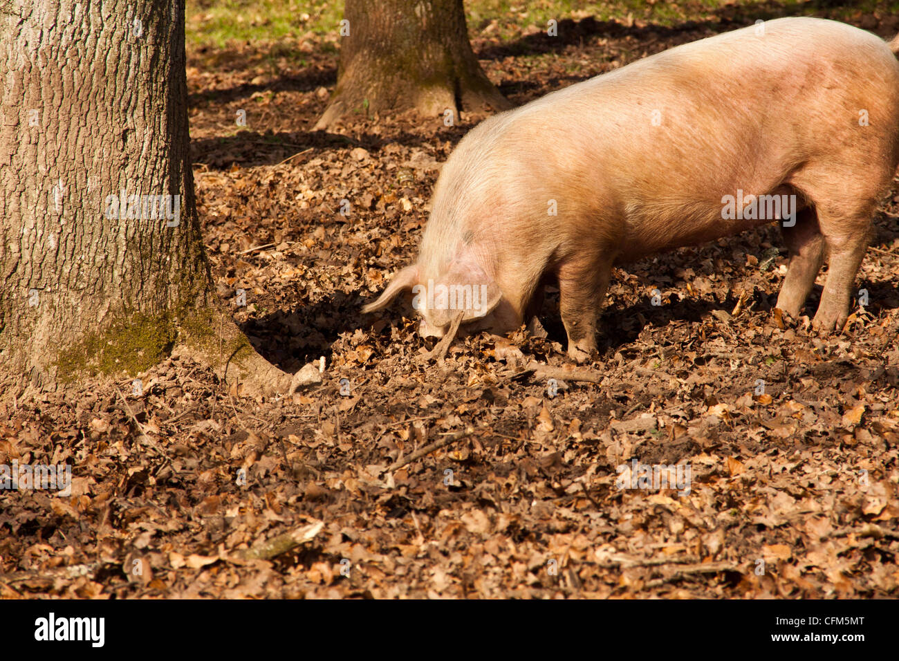Pig rummaging around for food Stock Photo - Alamy