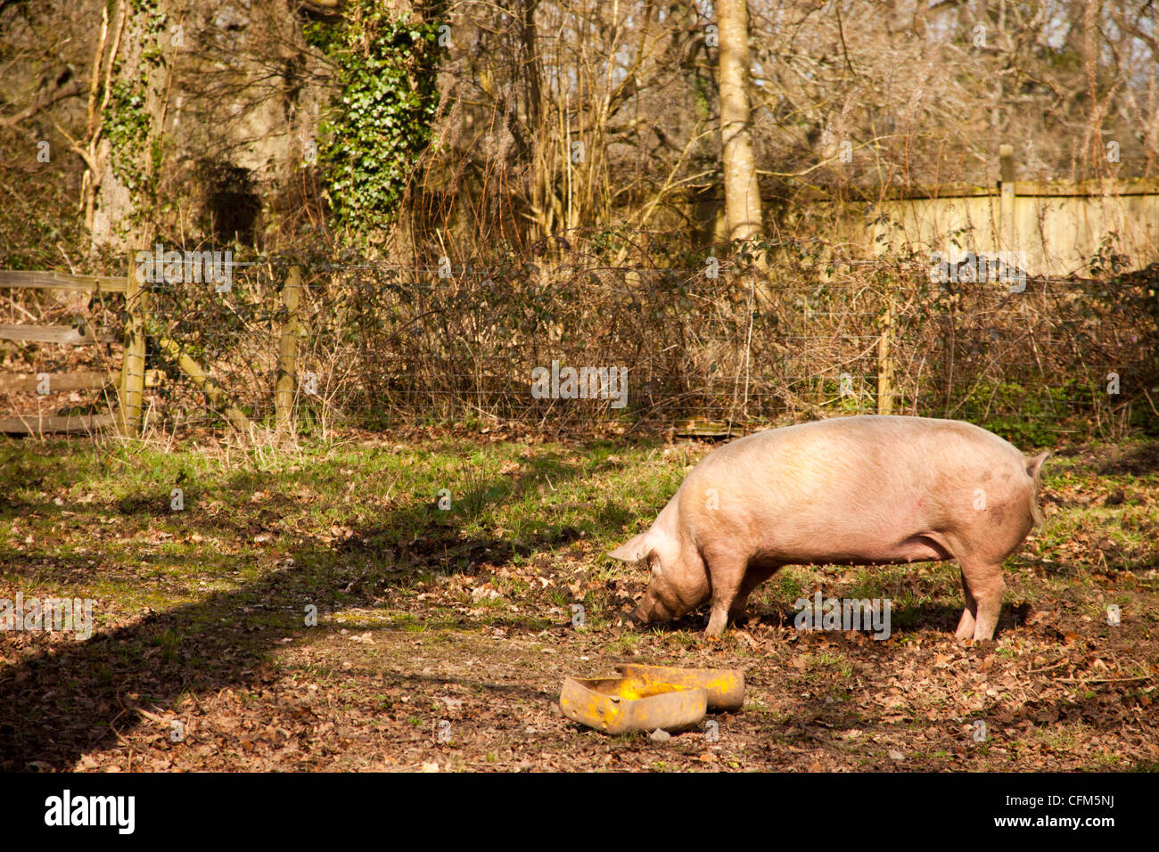 Pig rummaging for food hi-res stock photography and images - Alamy