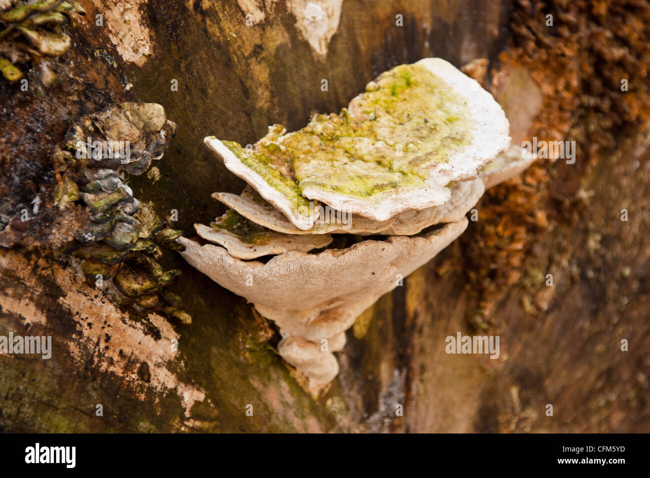 ganoderma resinaceum growing on tree trunk in woodland Stock Photo - Alamy