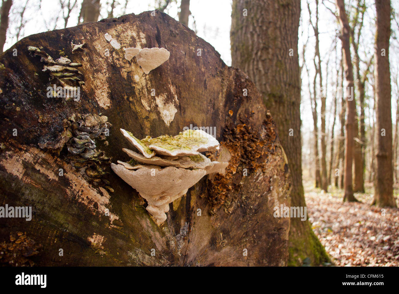 ganoderma resinaceum growing on tree trunk in woodland Stock Photo - Alamy