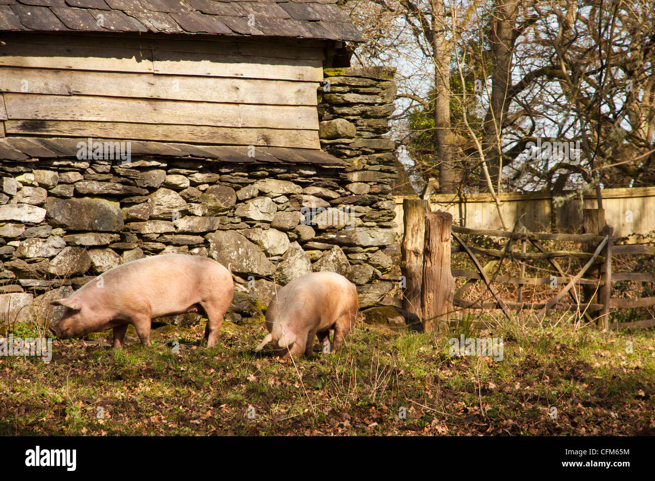 Rummaging for food hi-res stock photography and images - Alamy
