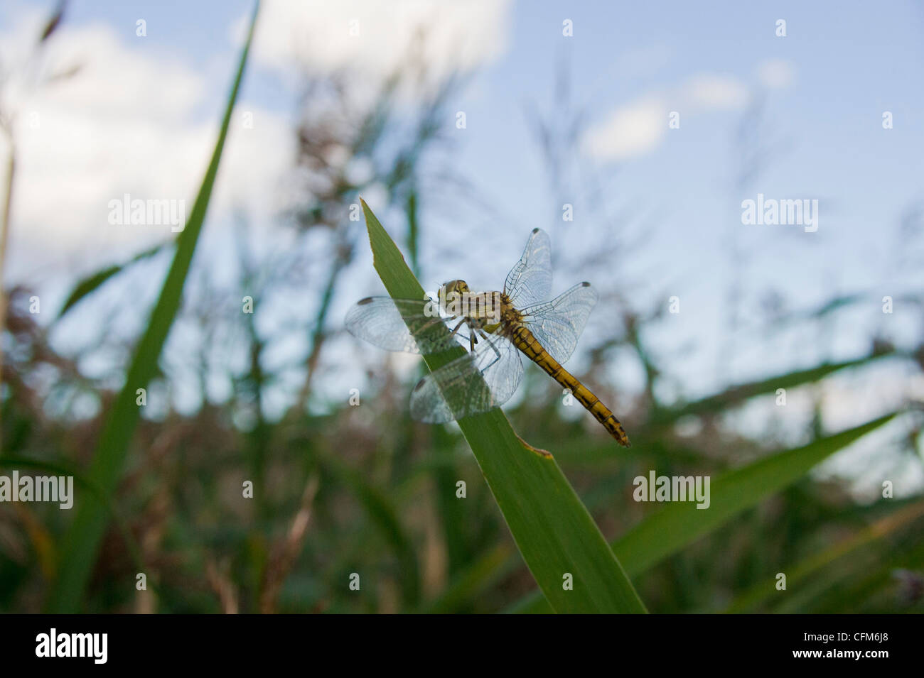 Cute sea dragon hi-res stock photography and images - Alamy