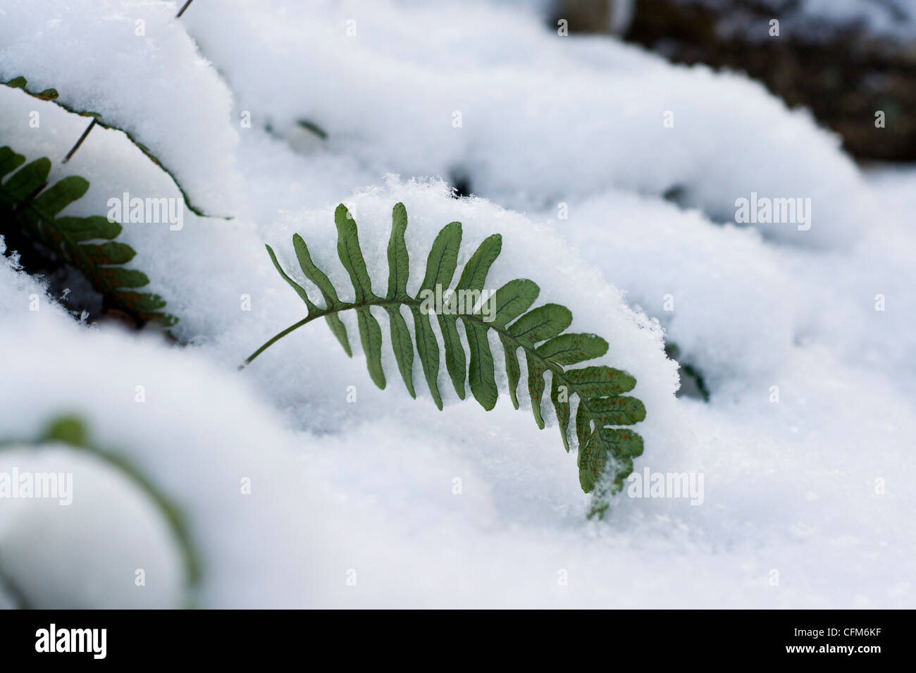 Fern Leaf in the Snow Stock Photo - Alamy