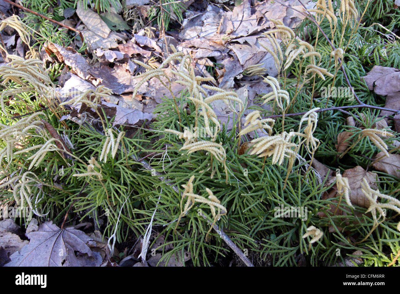 Ground cedar fertile plants growing amongst leaves in Tennessee Stock ...