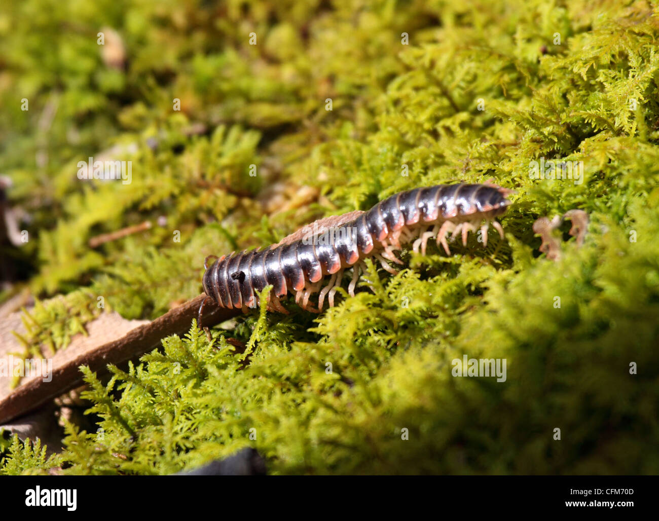 Leaches millipede crawling over moss on forest floor in Tennessee Stock ...