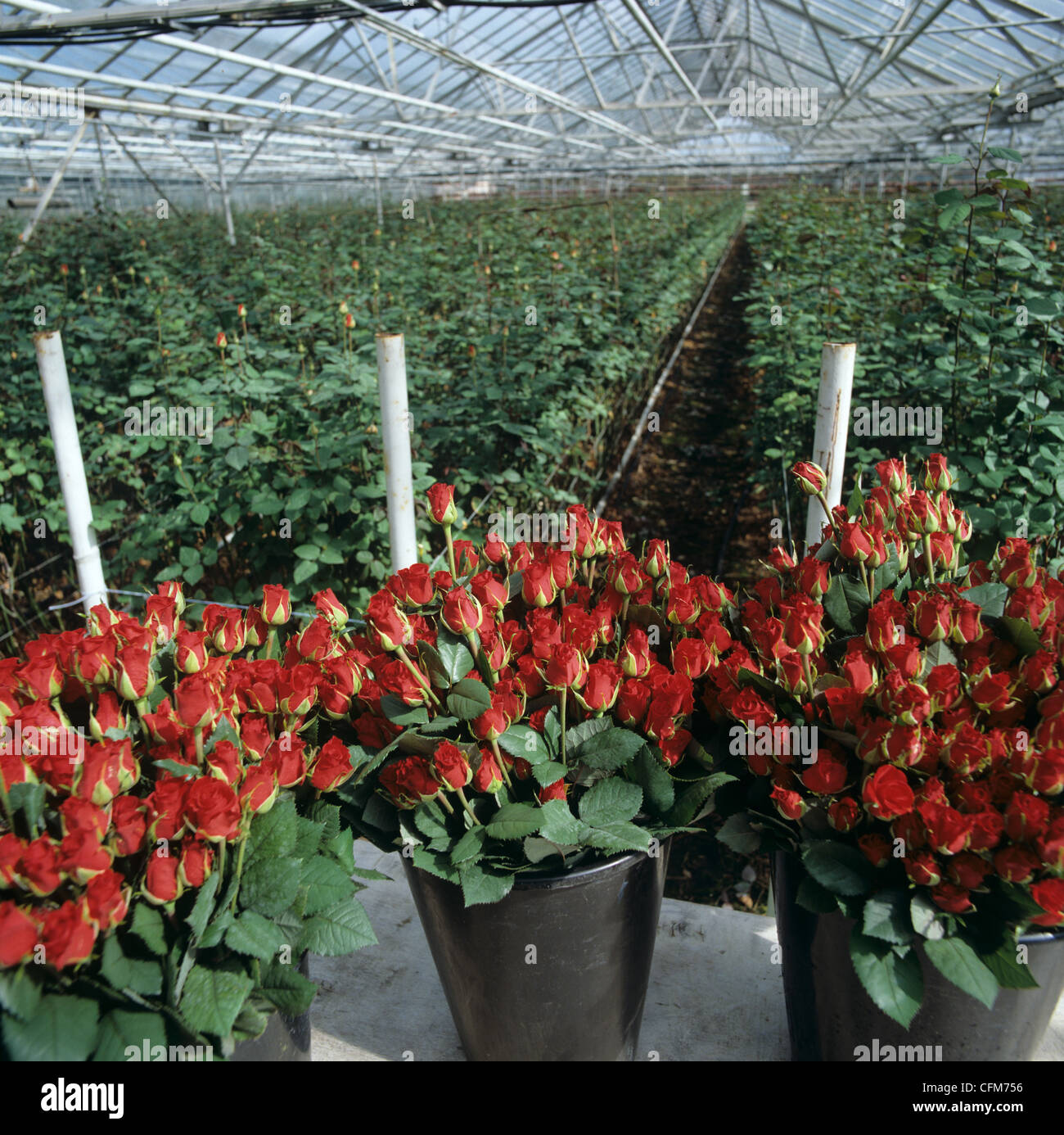 Greenhouse growing roses High Resolution Stock Photography and Images ...