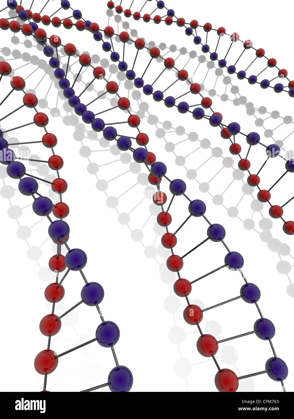 DNA Strands red and blue on white background with reflection Stock ...