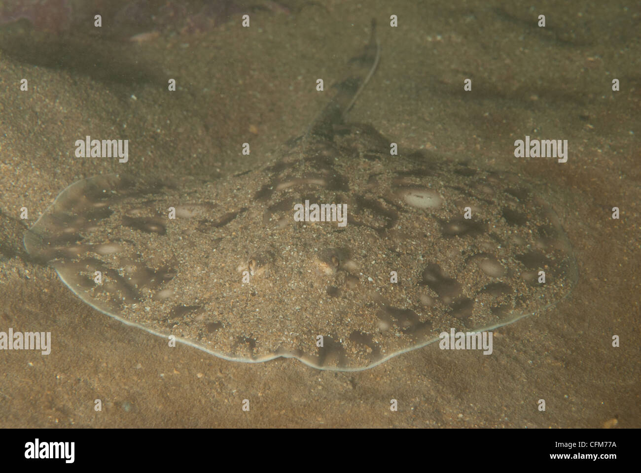 Juvenile Undulate Ray (Raja undulata) rests on the seabed under Swanage ...