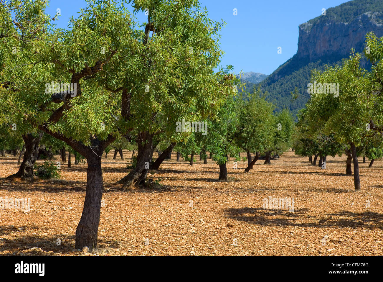 Olive trees from Majorca soil from mediterranean islands of Spain Stock ...