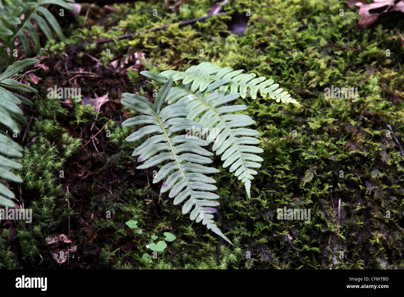 Polypody ferns hi-res stock photography and images - Alamy