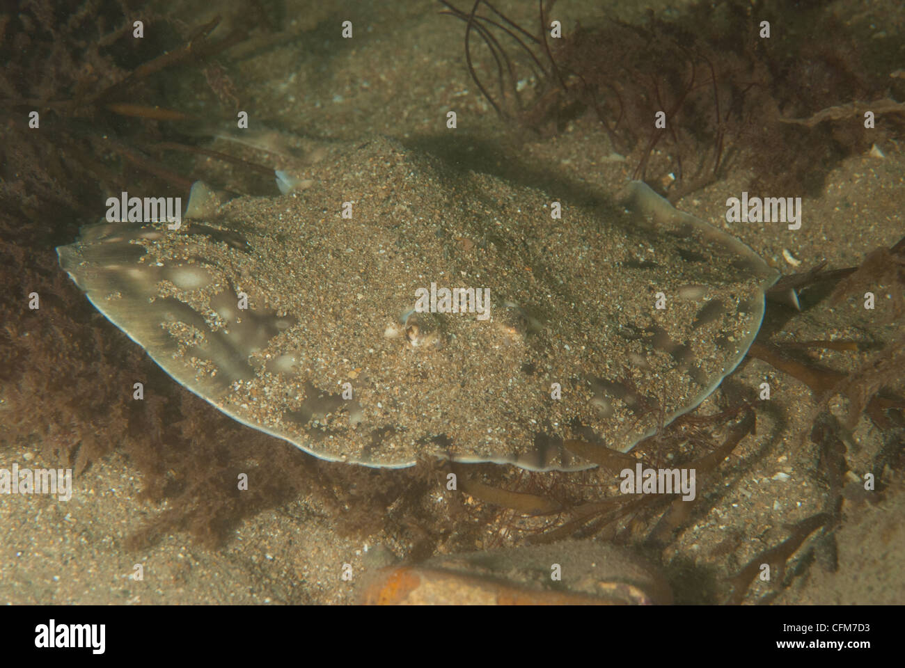 Raja undulata undulate ray hi-res stock photography and images - Alamy